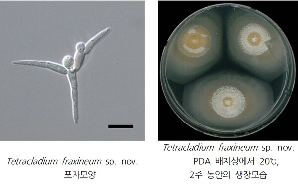 국립낙동강생물자원관, 검룡소서 희귀 수생균류 신종 2종 발견